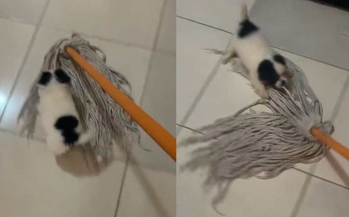 Perrito se divierte con trapeador mientras dueña limpia; se hace viral ...