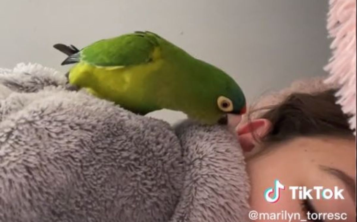 Perico cree que su dueña está muerta y así reacciona | Video- Grupo Milenio