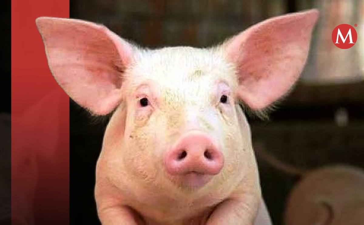 En estos municipios de Tamaulipas habrá concurso de cerdo encebado ...