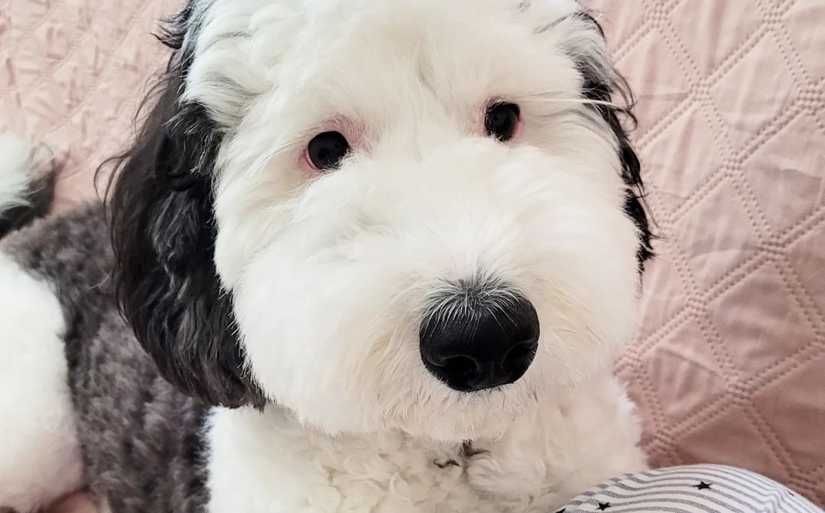 Bayley: el perrito que es idéntico a Snoopy- Grupo Milenio