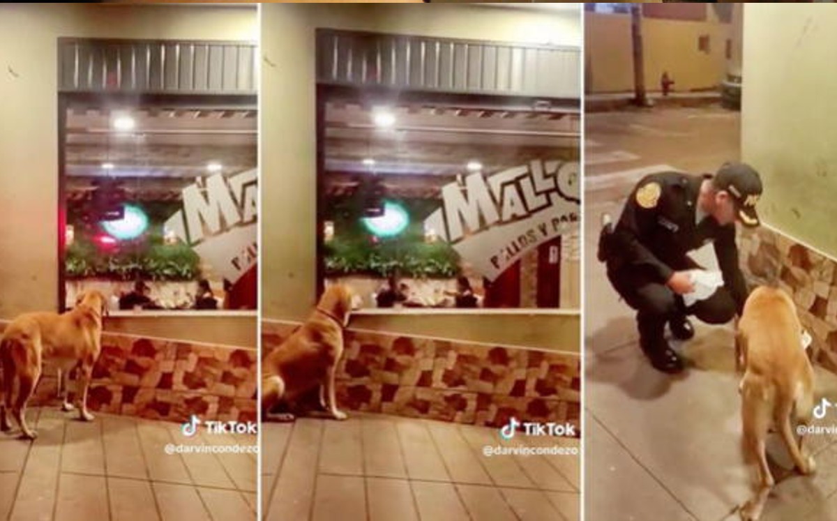 Policía ayuda a perrito hambriento; video se vuelve viral- Grupo Milenio