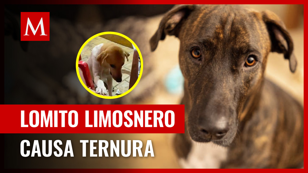 Perro se hace viral en TikTok por pedir limosna en la calle- Grupo Milenio