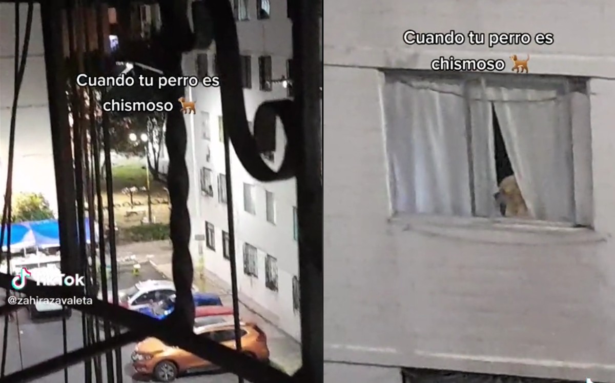 "El chisme no discrimina especies"; Perrito chismoso viral en TikTok ...