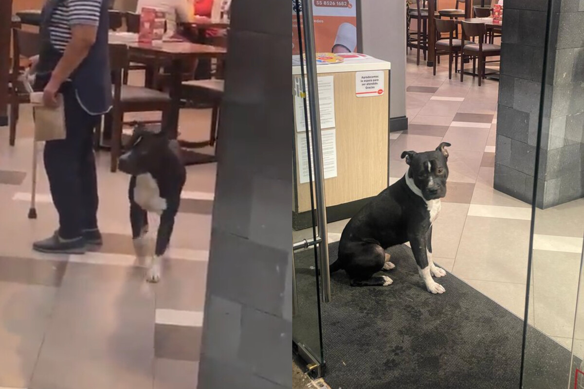 Restaurante ayuda a un perrito que quedó atrapado en la lluvia | VIDEO ...