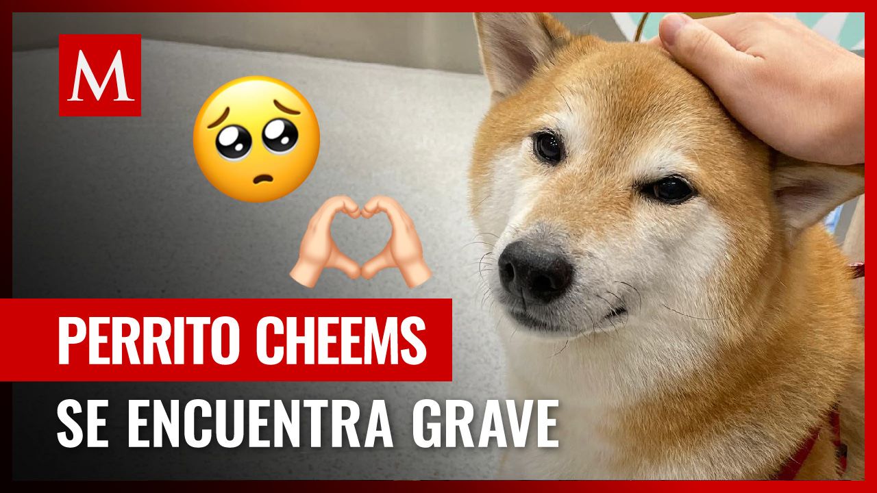 El famoso perrito, Cheems, es reportado enfermo - Grupo Milenio