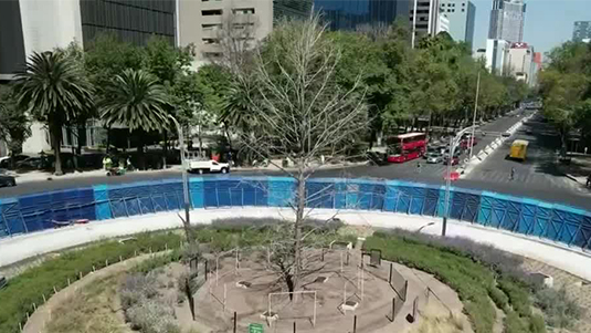 Llega el nuevo árbol de ahuehuete a la CdMx- Grupo Milenio