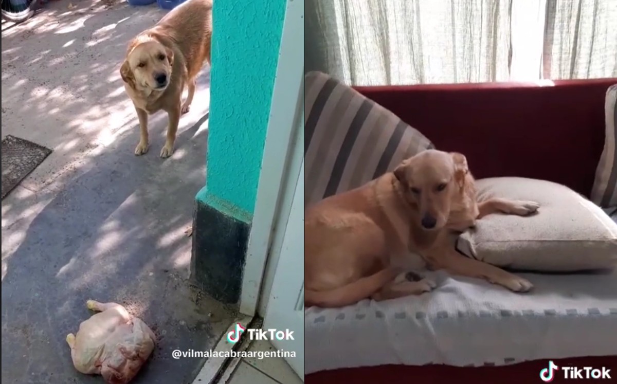 TikTok: Perrita roba pollo: " nos van a echar del barrio"- Grupo Milenio