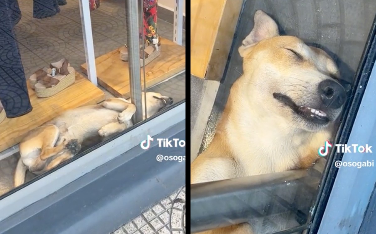 TikTok.Perrito callejero se hace viral al dormir en aparador de tienda ...