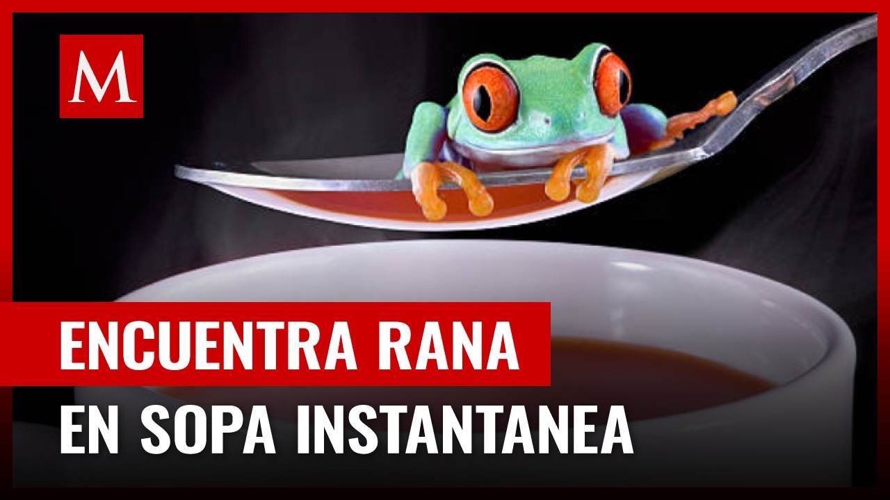 Sorprendente descubrimiento de una rana en la sopa instantánea- Grupo ...