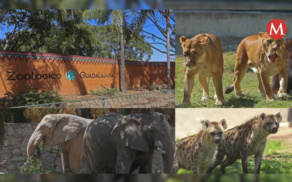 Zoológico Guadalajara: Estas son todas las atracciones- Grupo Milenio