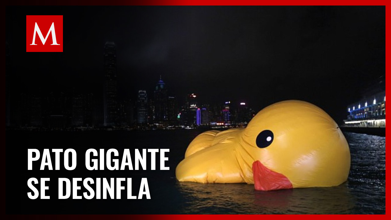 El pato gigante de Florentijn Hofman en Hong Kong colapsa- Grupo Milenio