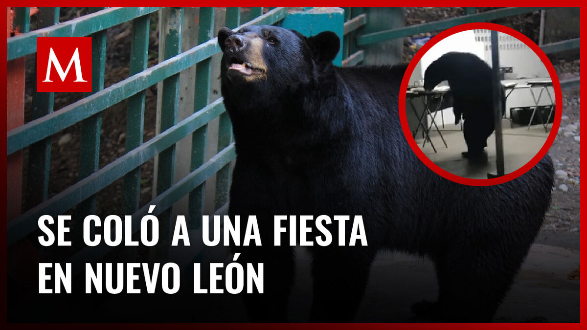 Un oso se coló a una fiesta en San Pedro, NL- Grupo Milenio