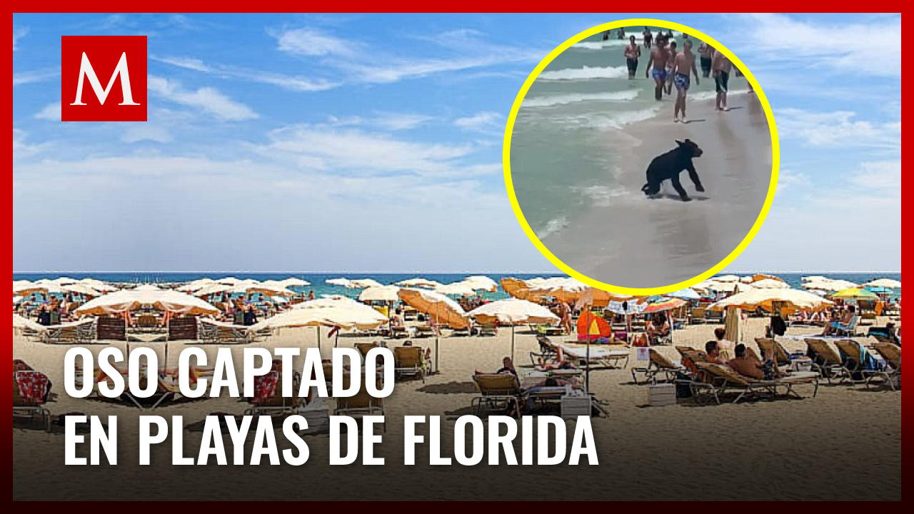 Oso sorprende a una multitud en las playas de Florida- Grupo Milenio