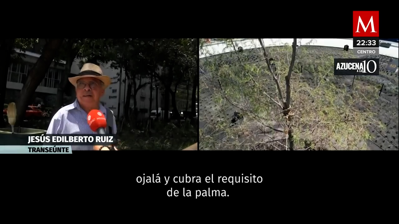 Sedema asegura que ahuehuete de Reforma se encuentra bien- Grupo Milenio