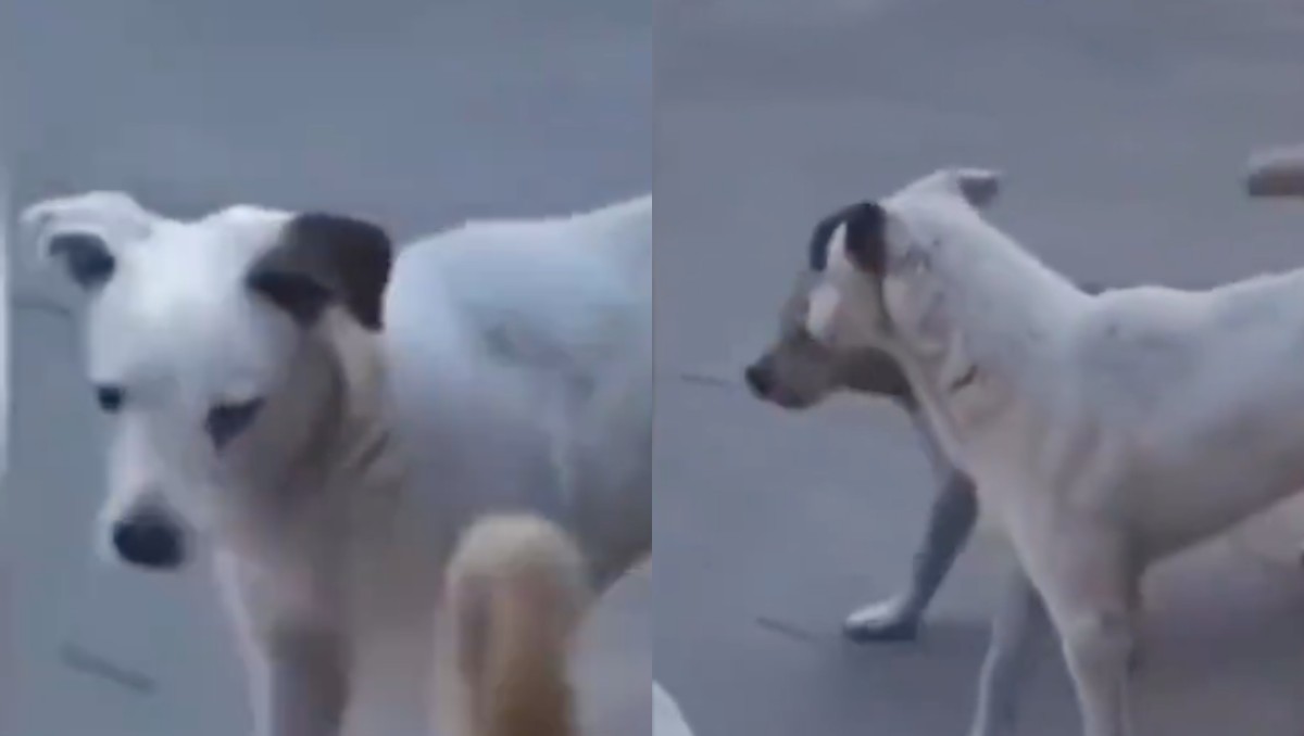 Perrito con botas vaqueras y se vuelve viral | VIDEO- Grupo Milenio