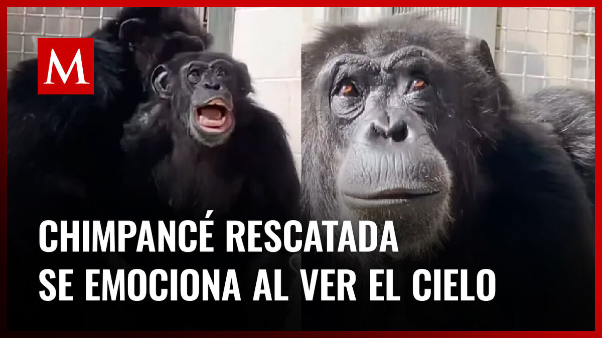 Una chimpancé, que fue rescatada, se emocionó al ver el cielo- Grupo ...
