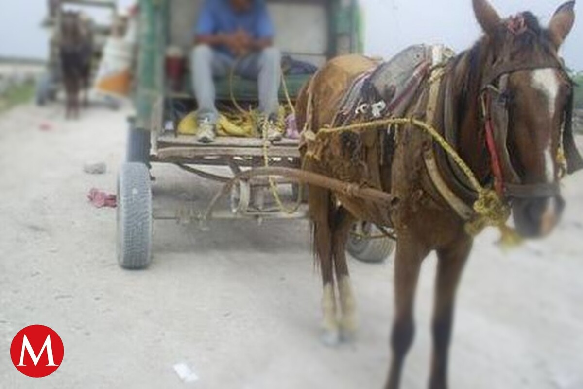León. Canje de animales de carga por vehículos de motor; suma procesos ...