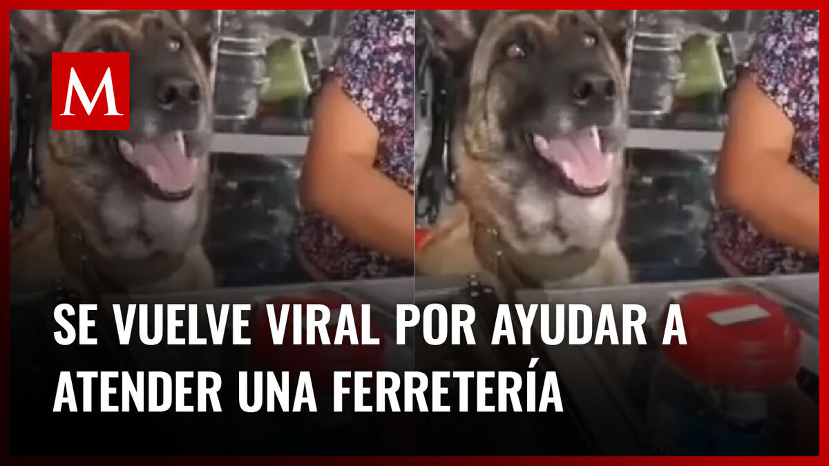 Una perrita cautivó las redes gracias a su talento- Grupo Milenio