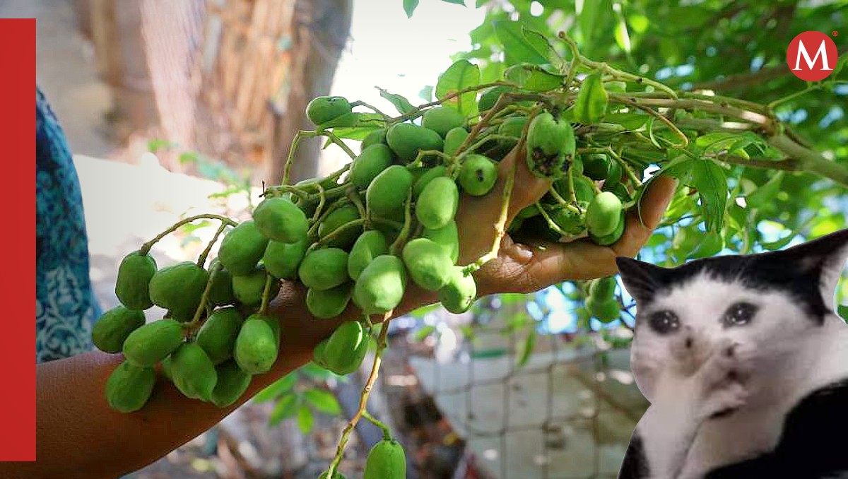 Se retrasa temporada de jobito; sequía amenaza producción- Grupo Milenio