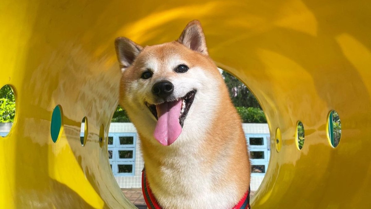 Cheems. Perrito viral empeora salud; tiene cáncer- Grupo Milenio