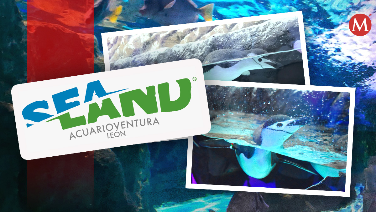 Sealand León: Qué es y cuánto cuesta la experiencia- Grupo Milenio
