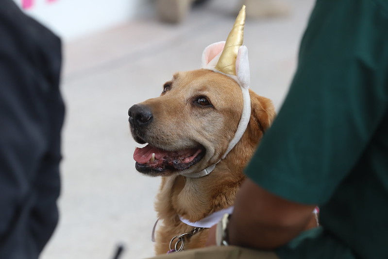 Zapopan organiza primera feria perrona- Grupo Milenio