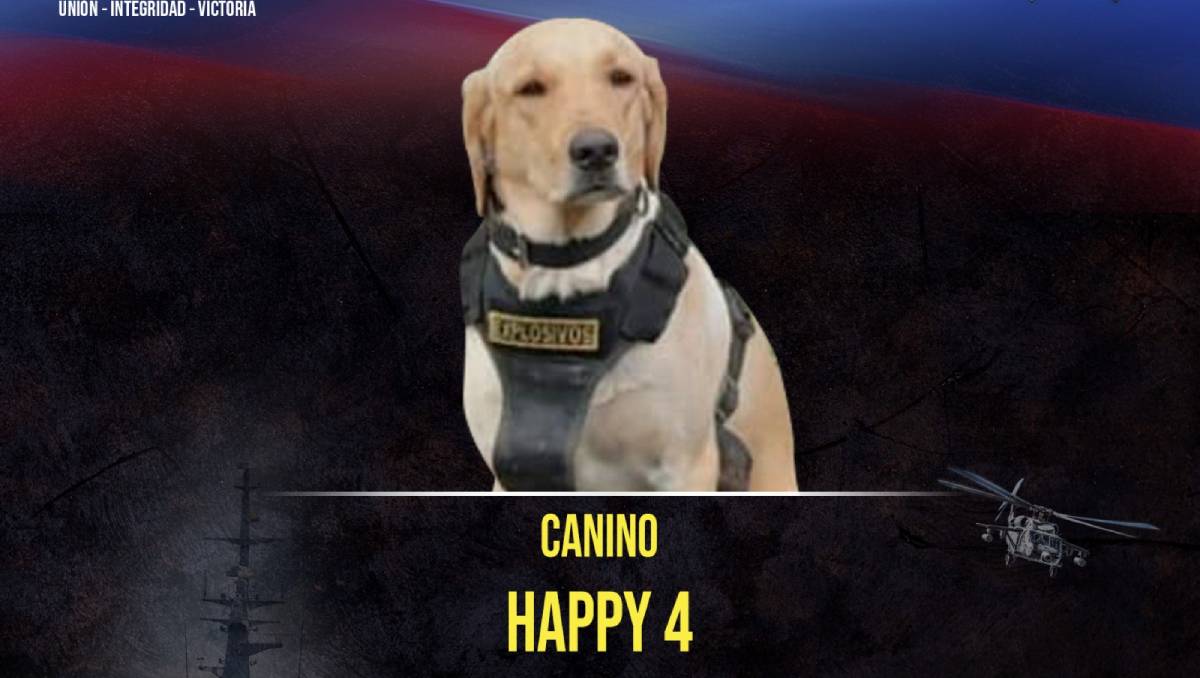 Explosión provoca la muerte de un perro anti bombas en Colombia- Grupo ...