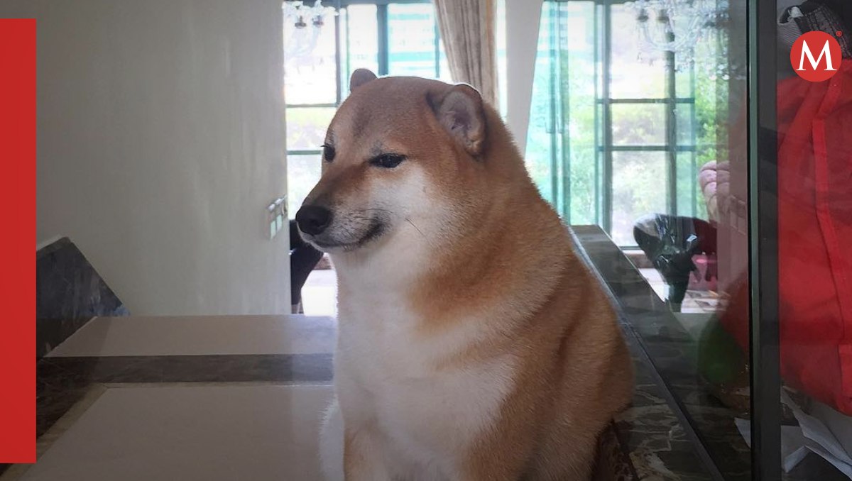Muere Cheems, el perrito de los memes más viral del internet- Grupo Milenio