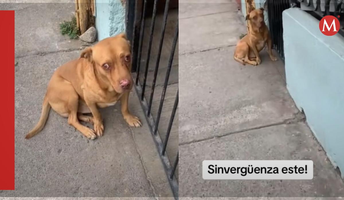 Perrito es regañado por llegar tarde y se vuelve viral- Grupo Milenio