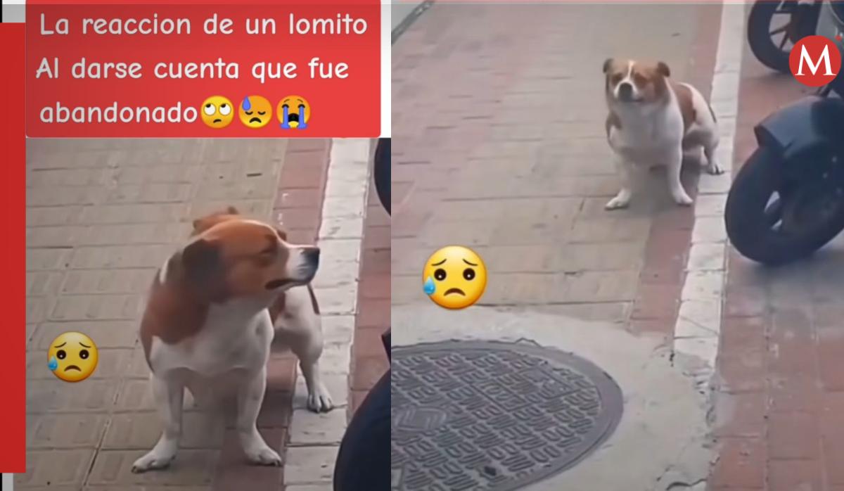 Triste reacción de perrito al ser abandonado se vuelve viral en TikTok ...