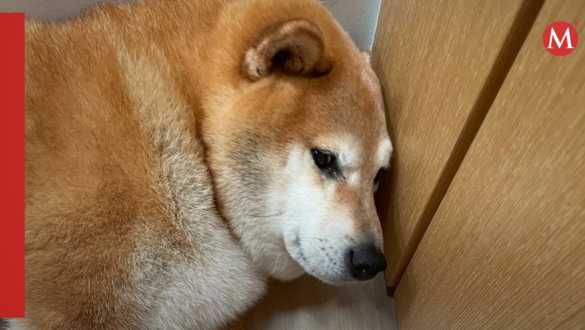 Empeora salud del perrito Cheems- Grupo Milenio