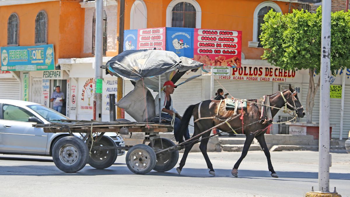 Torreón. Inicia operativo de plaqueo y empadronamiento de carromatos ...