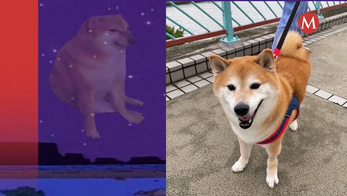 Muere Cheems, el perrito de los memes más viral del internet - Grupo ...