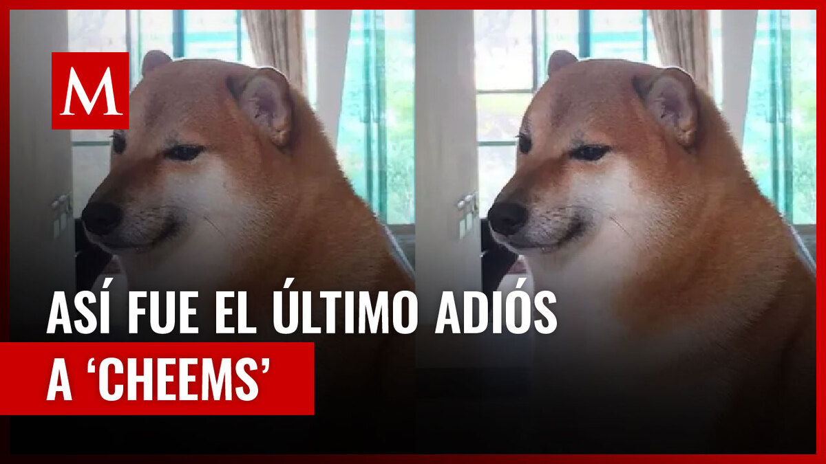 Falleció el perrito más viral del Internet conocido como 'Cheems'- Grupo Milenio