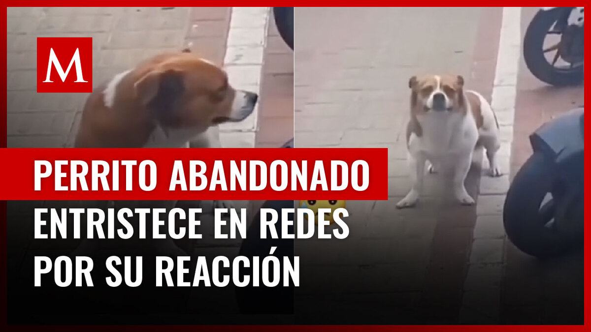 Un perrito que fue abandonado reaccionó con mucha tristeza- Grupo Milenio