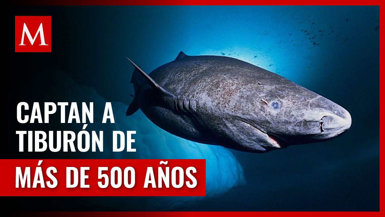 Descubrimiento científico: Tiburón de Groenlandia en el Caribe- Grupo ...