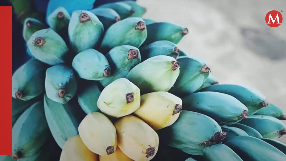 España.Agricultor sorprende con plátano azul y sabor a vainilla- Grupo ...