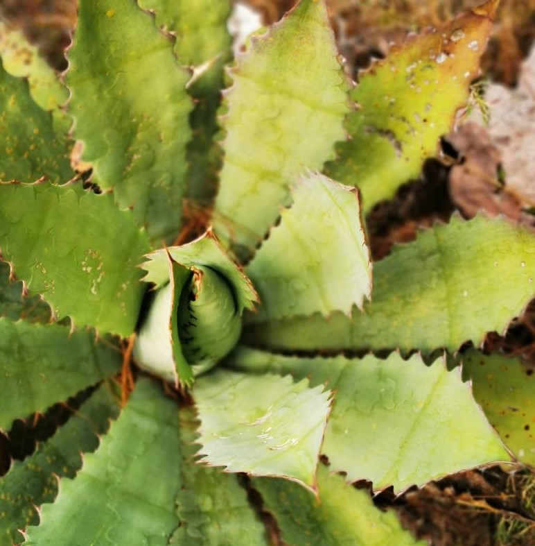 Ruta de la raicilla: turismo en Jalisco para saber qué es esta bebida ...