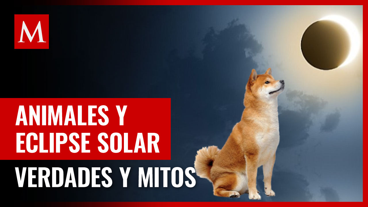 Comportamiento animal en eclipses solares: ¿Mitos o realidades? - Grupo Milenio
