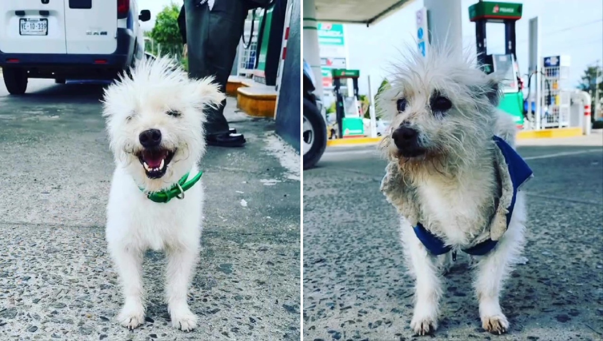 Perrito Gasolín fue envenenado en Tecate, Baja California | VIDEO ...