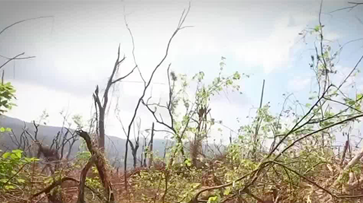 Parque Nacional El Veladero, afectado por paso de 'Otis'- Grupo Milenio