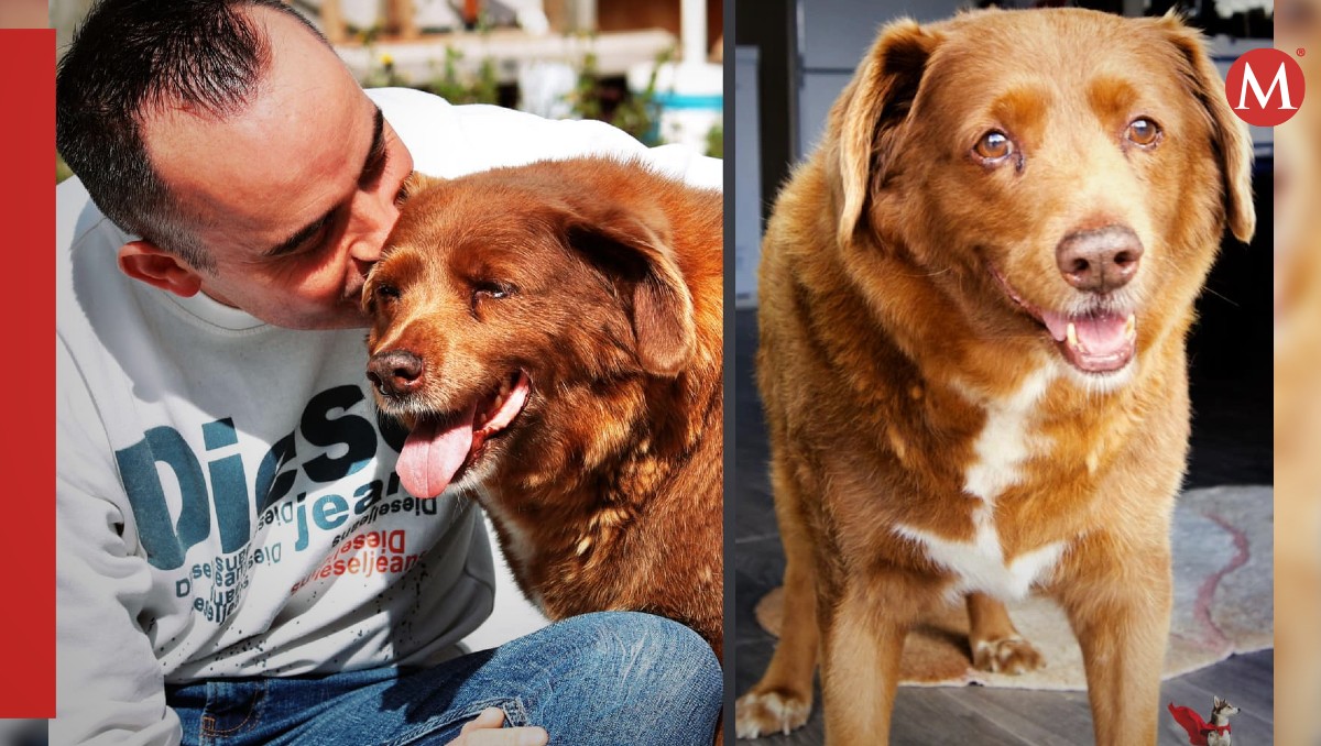Cuál es el secreto para que Bobi, el perro más viejo, viviera 31 años ...