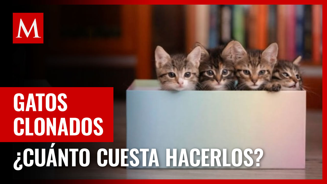 Logro científico: China clona gato con tecnología nacional- Grupo Milenio
