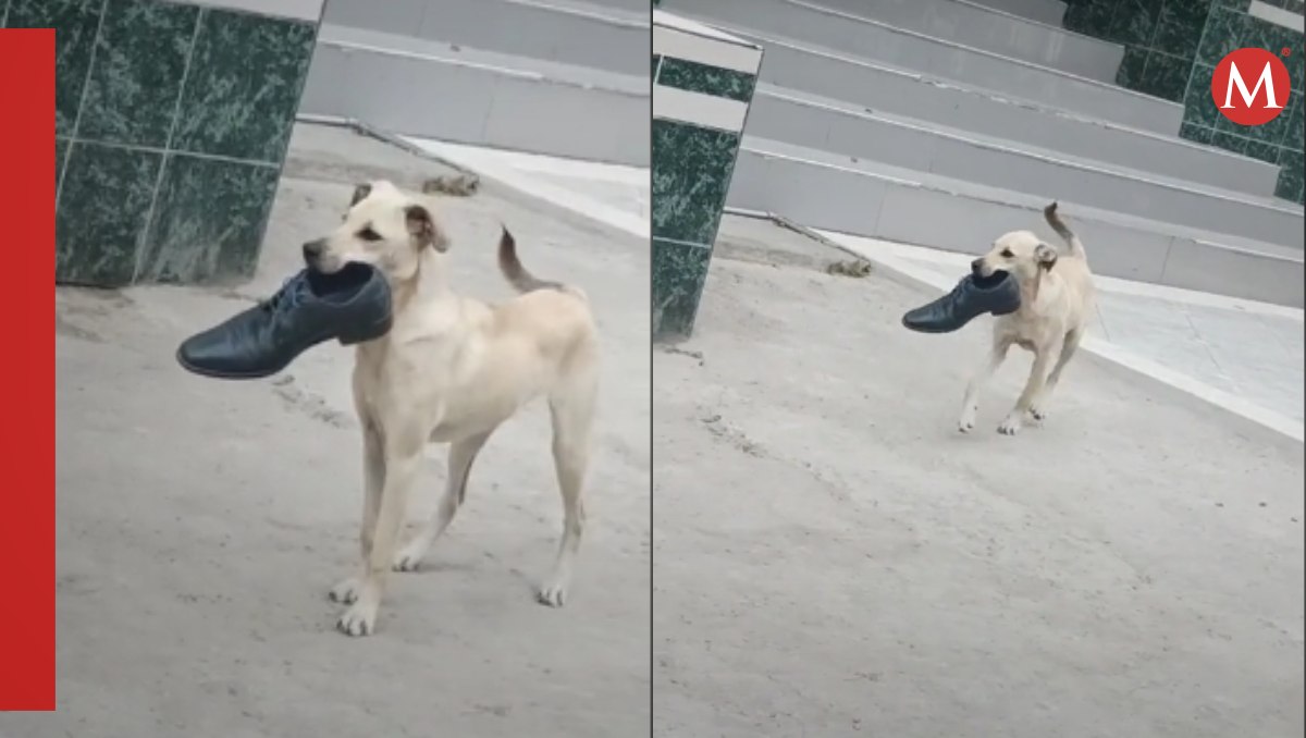 Por Qué Mi Perro Sigue Robándome Los Zapatos