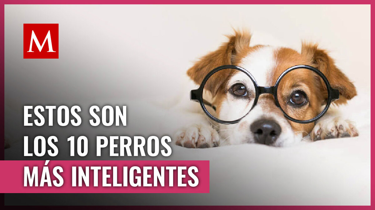 Test revela cuáles son las razas de perros más inteligentes del mundo ...