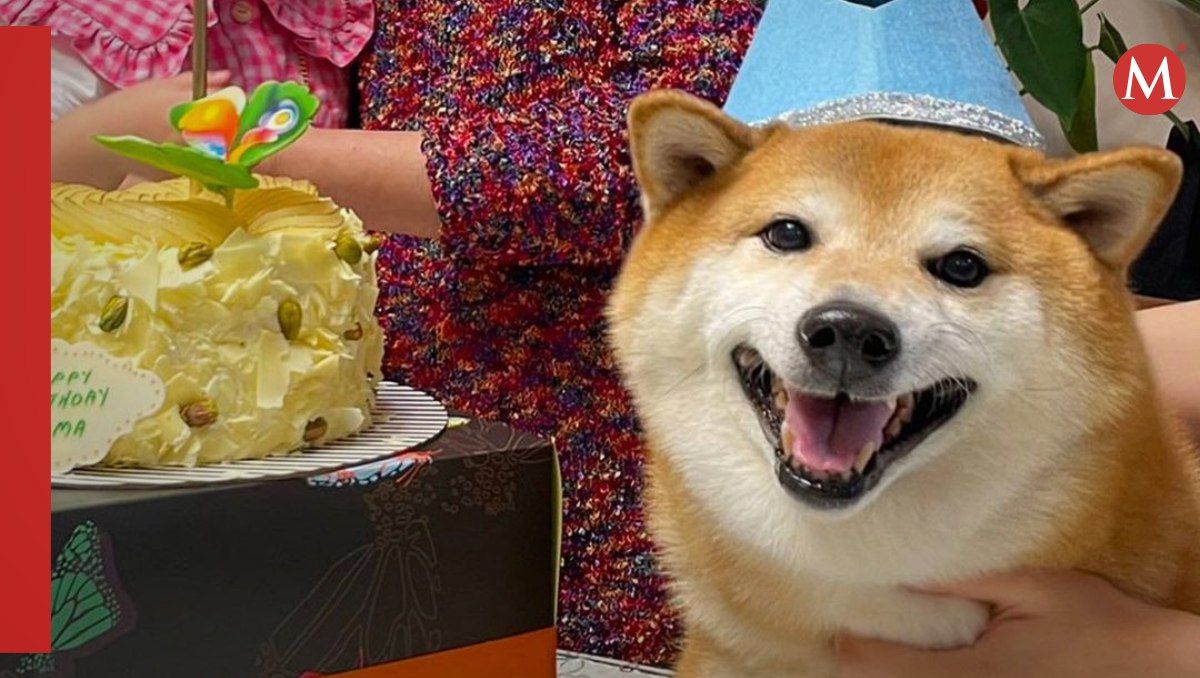 Perrito Cheems cumpliría 13 años- Grupo Milenio