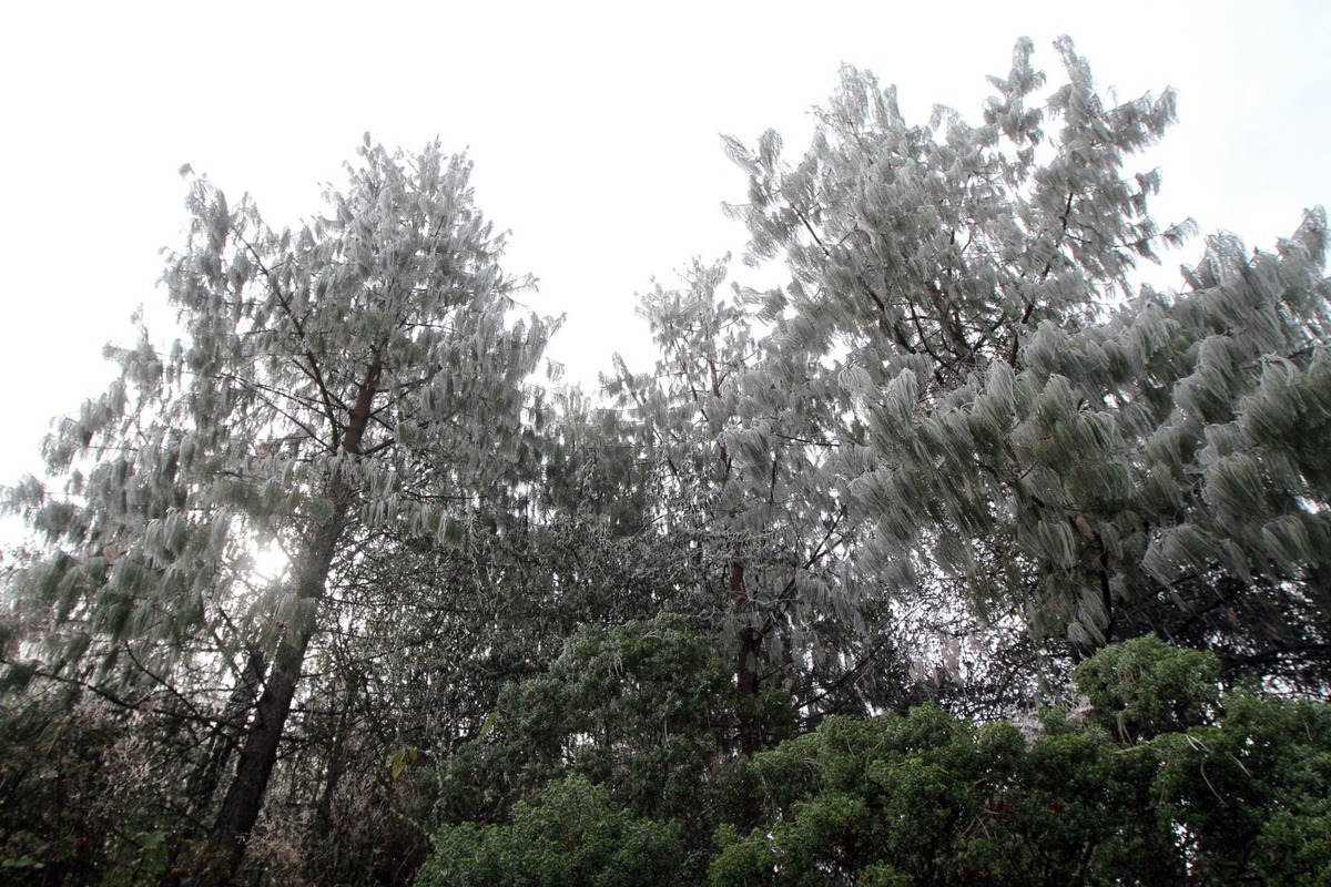 Clima en Hidalgo: Conoce la temperatura hoy 24 de enero 2024- Grupo Milenio