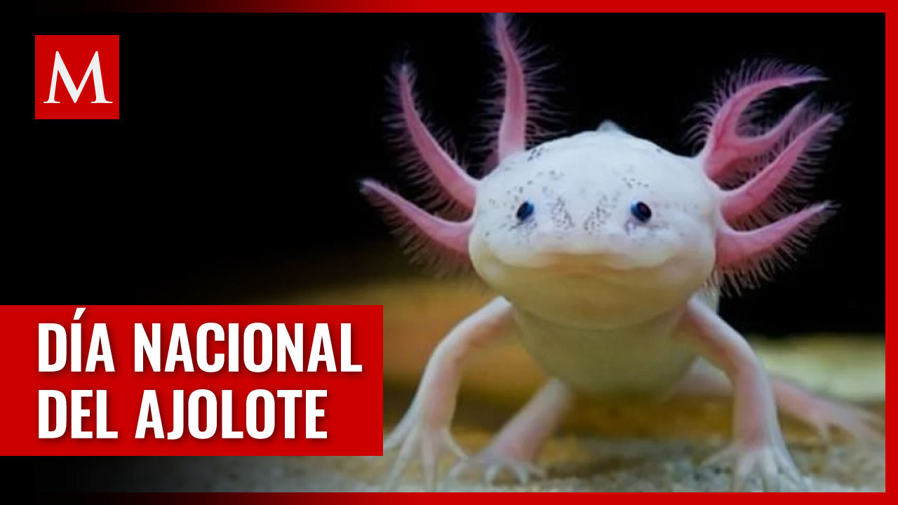 Ajolote y su asombrosa capacidad regenerativa- Grupo Milenio