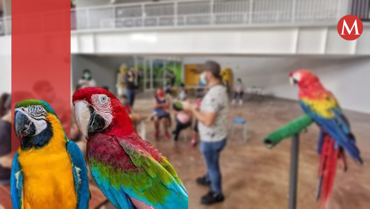 Ofrece museo “Cotorreando en el Tamux” una experiencia con alas- Grupo ...