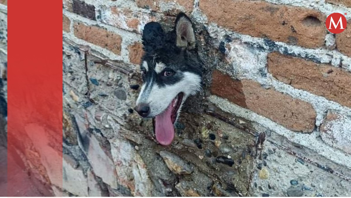 Perrito queda atorado en barda tras asomar su cabeza a la calle- Grupo ...